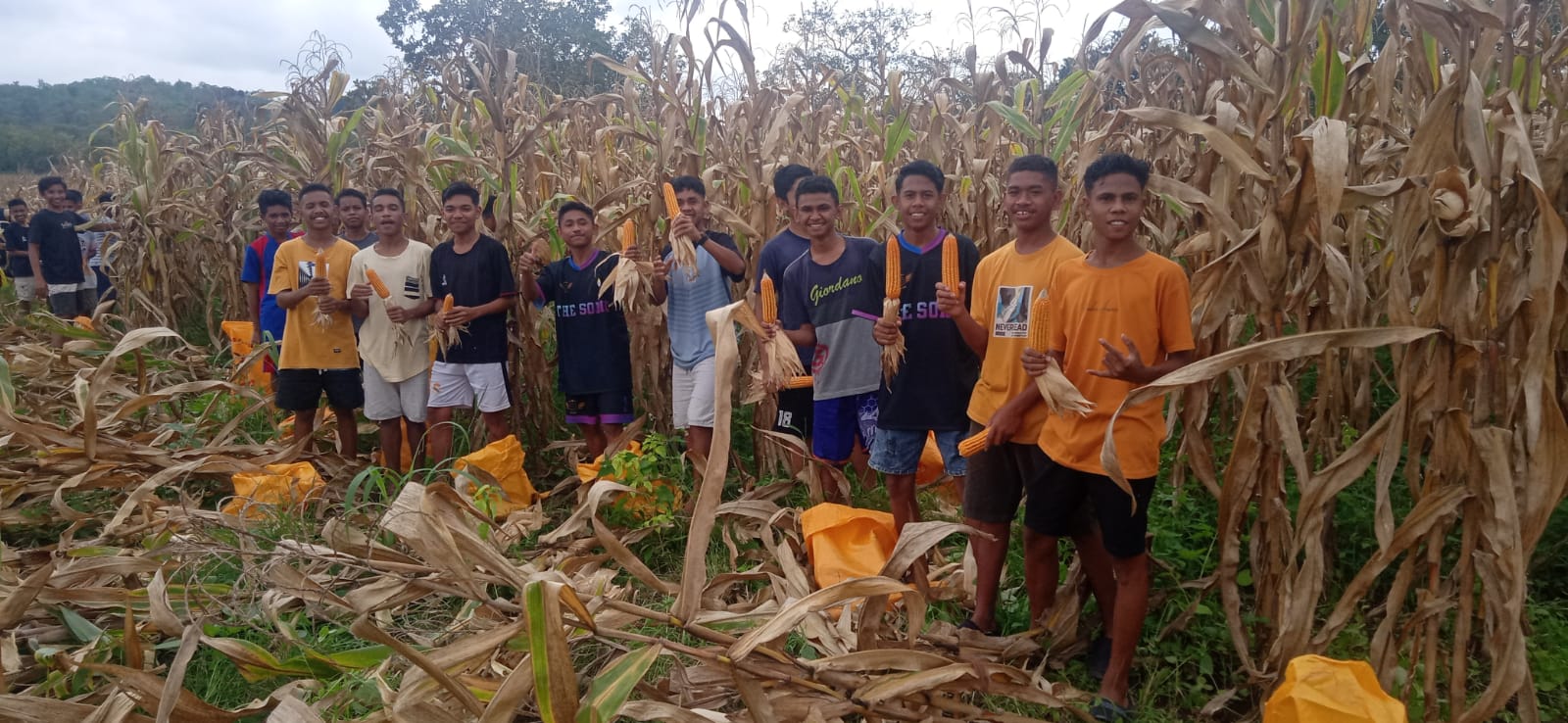 Seminari Lalian Panen Raya Jagung 10 Hektar: Kerja Keras Para Seminaris ...